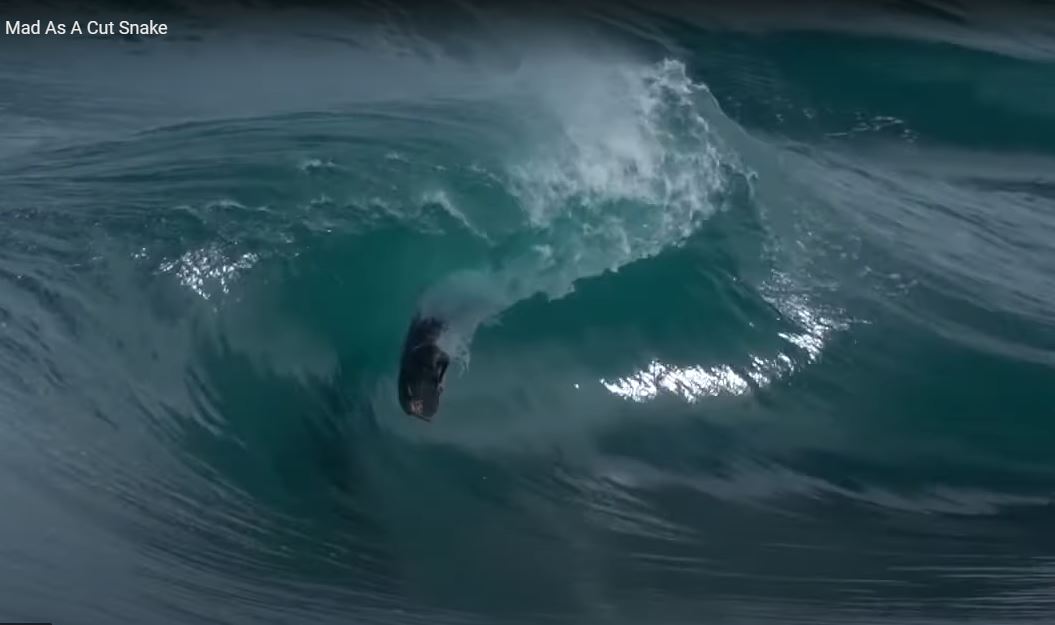 CYCLOPS…NUTZ | Surf News Network